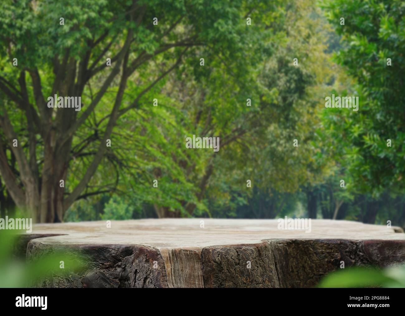 Wood tabletop podium floor in outdoors green leaf tropical forest ...