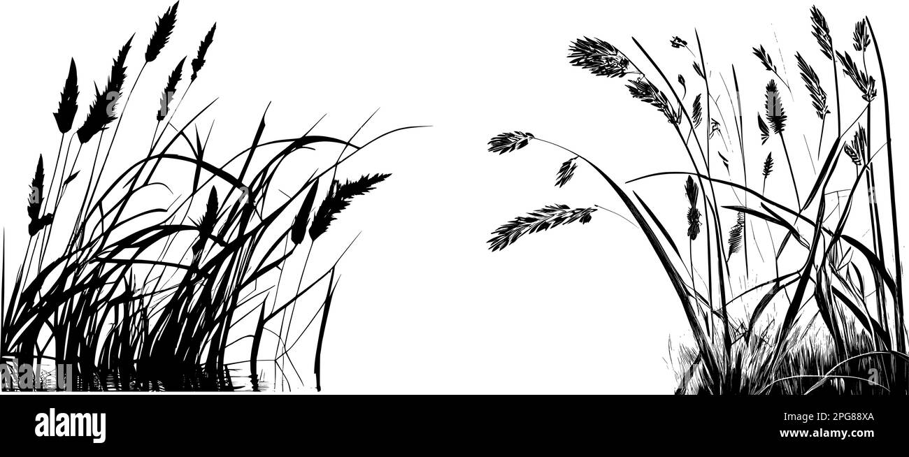 Monochrome image of a plant on the shore near a pond.Image of a ...