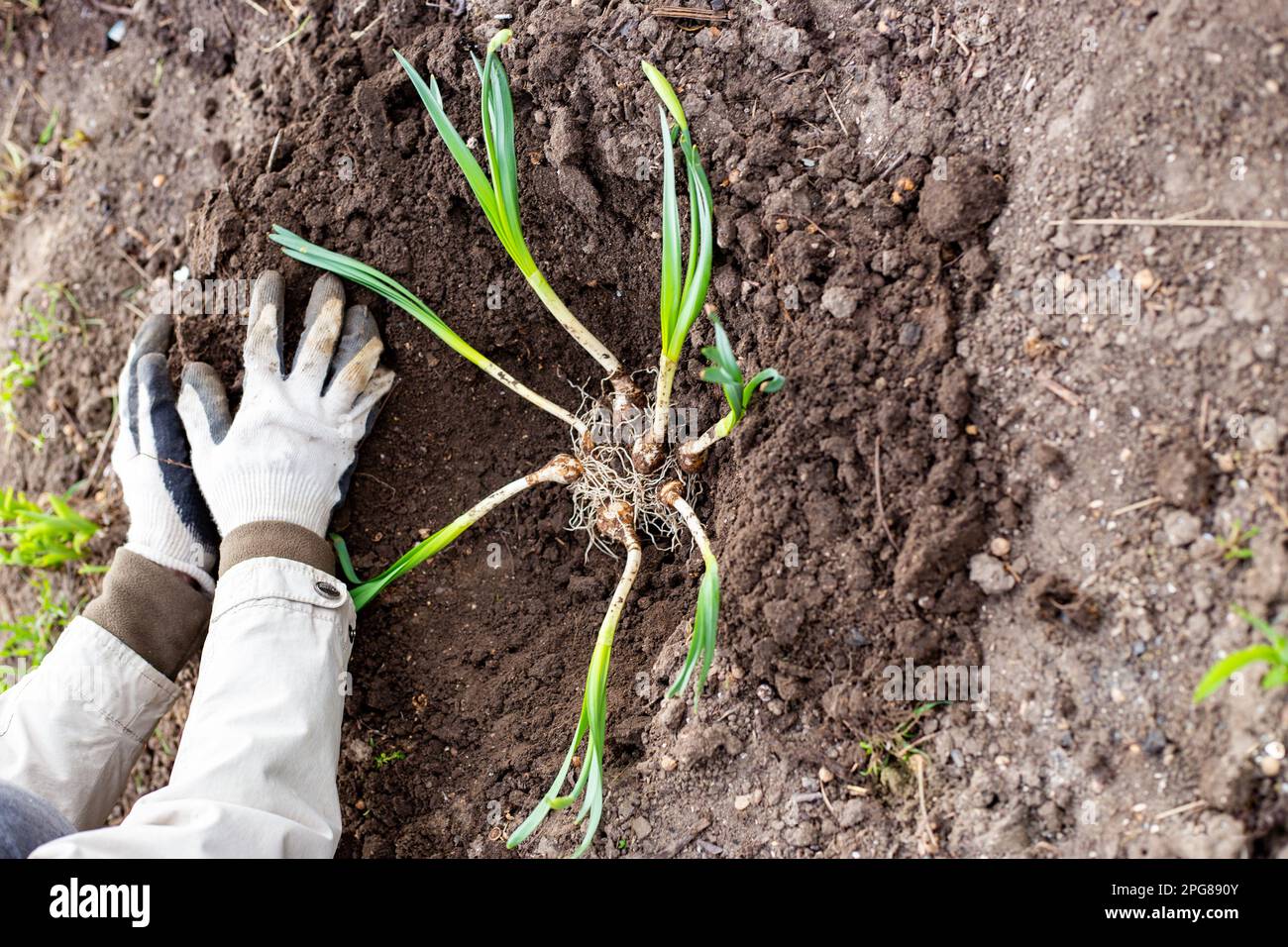 Planting daffodils in the bed. The gardener places daffodil flower ...