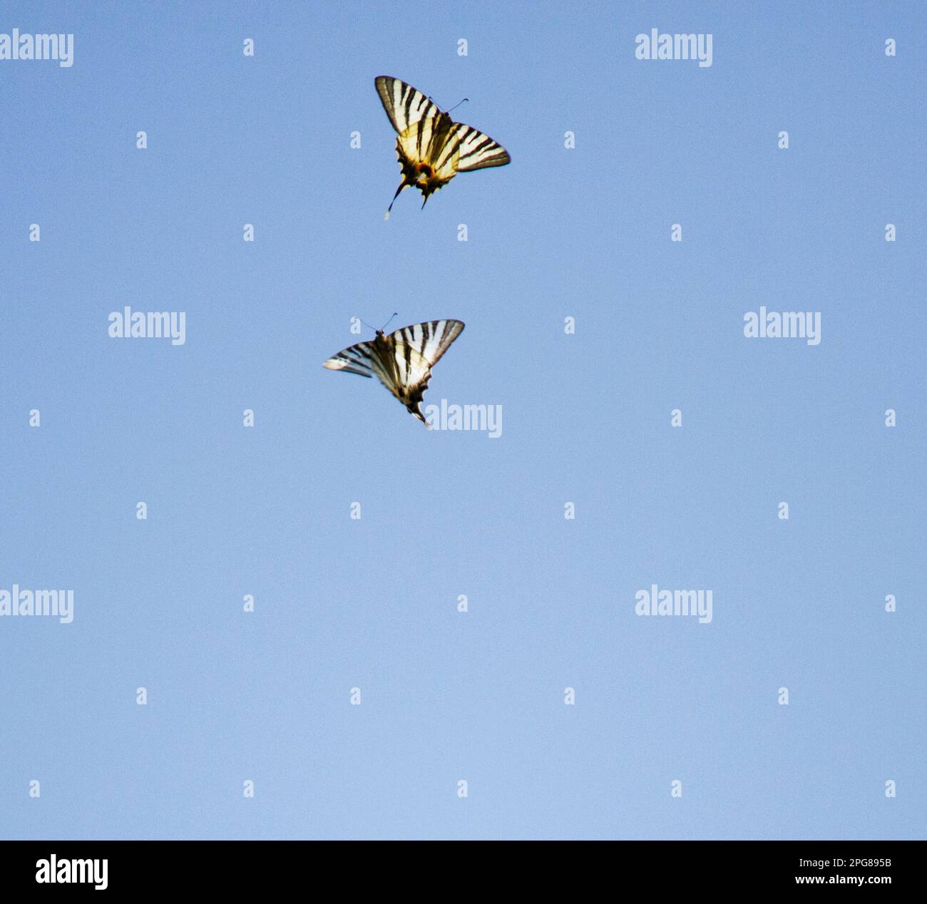 Scarce swallowtail butterflies fighting mid-air. Iphiclides podalirius ...