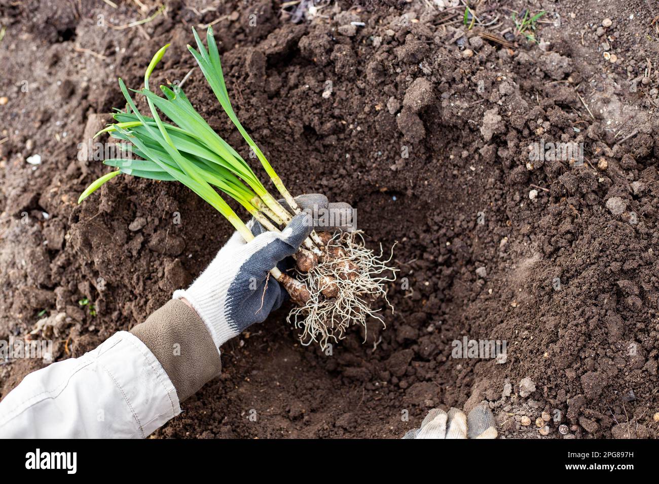 Daffodil bulb flower seedlings with sprouted leaves in the gardener's ...
