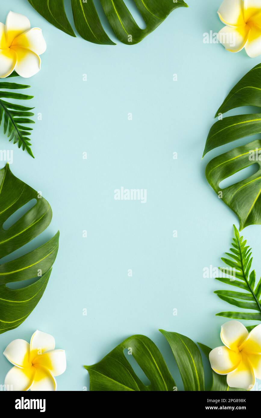 Summer background with tropical frangipani flowers and green tropical ...
