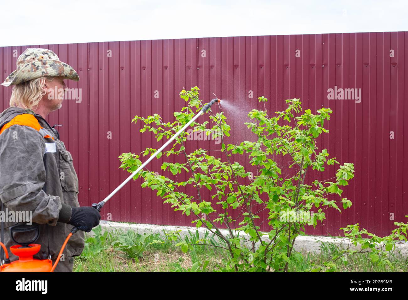 A man is spraying the fruit trees in his garden plot. Garden care ...
