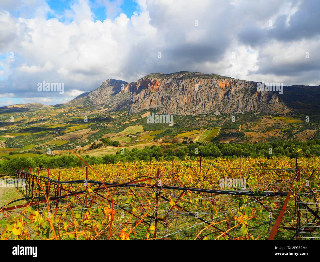 Vineyards on Crete, Mediterranean Sea, Travel Greece Stock Photo - Alamy