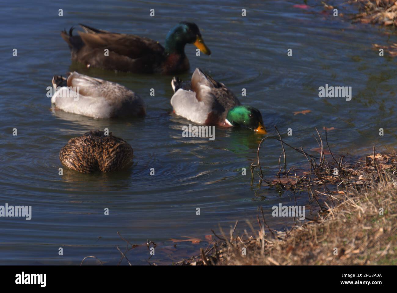 A flock of Mallard Ducks eating from bottom of a pond in southeast ...
