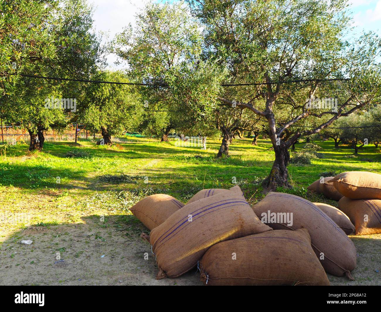 Crete ruins olive trees hi-res stock photography and images - Alamy