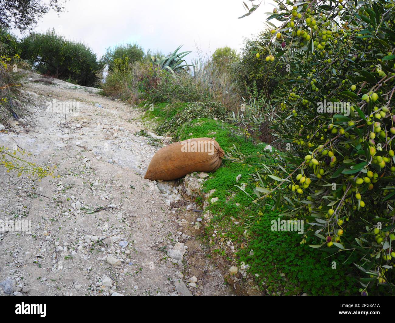 Olive Trees and Agriculture on Crete, Mediterranean Sea, Travel Greece ...