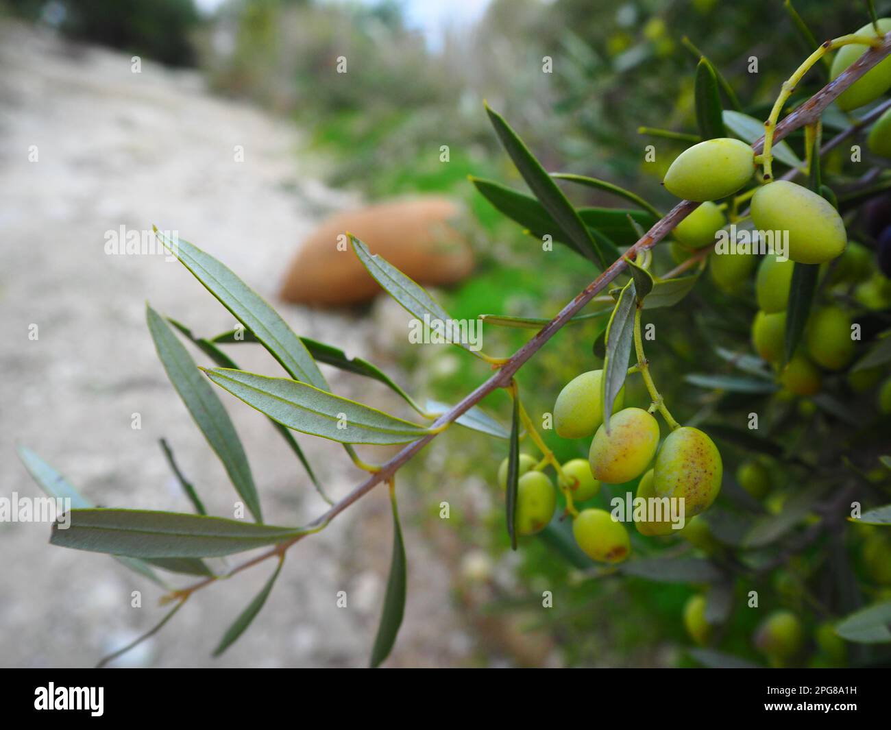 Olive Trees and Agriculture on Crete, Mediterranean Sea, Travel Greece ...