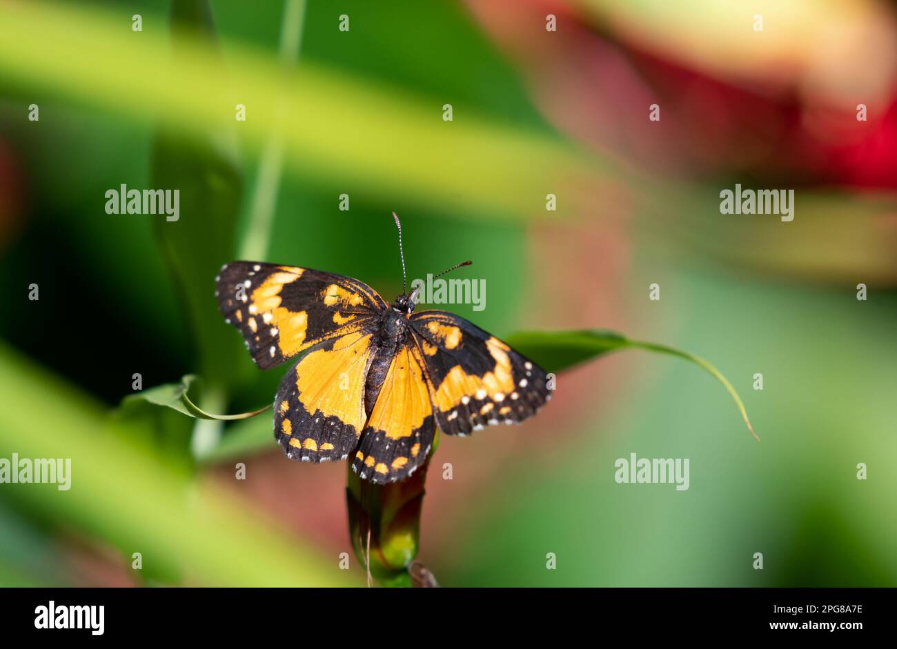 Butterflies of trinidad and tobago hi-res stock photography and images ...