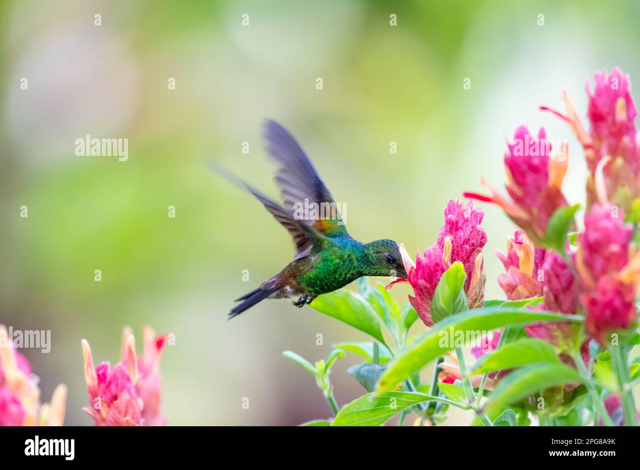 Copper-rumped hummingbird, Amazilia tobaci, feeding on pink flowers ...