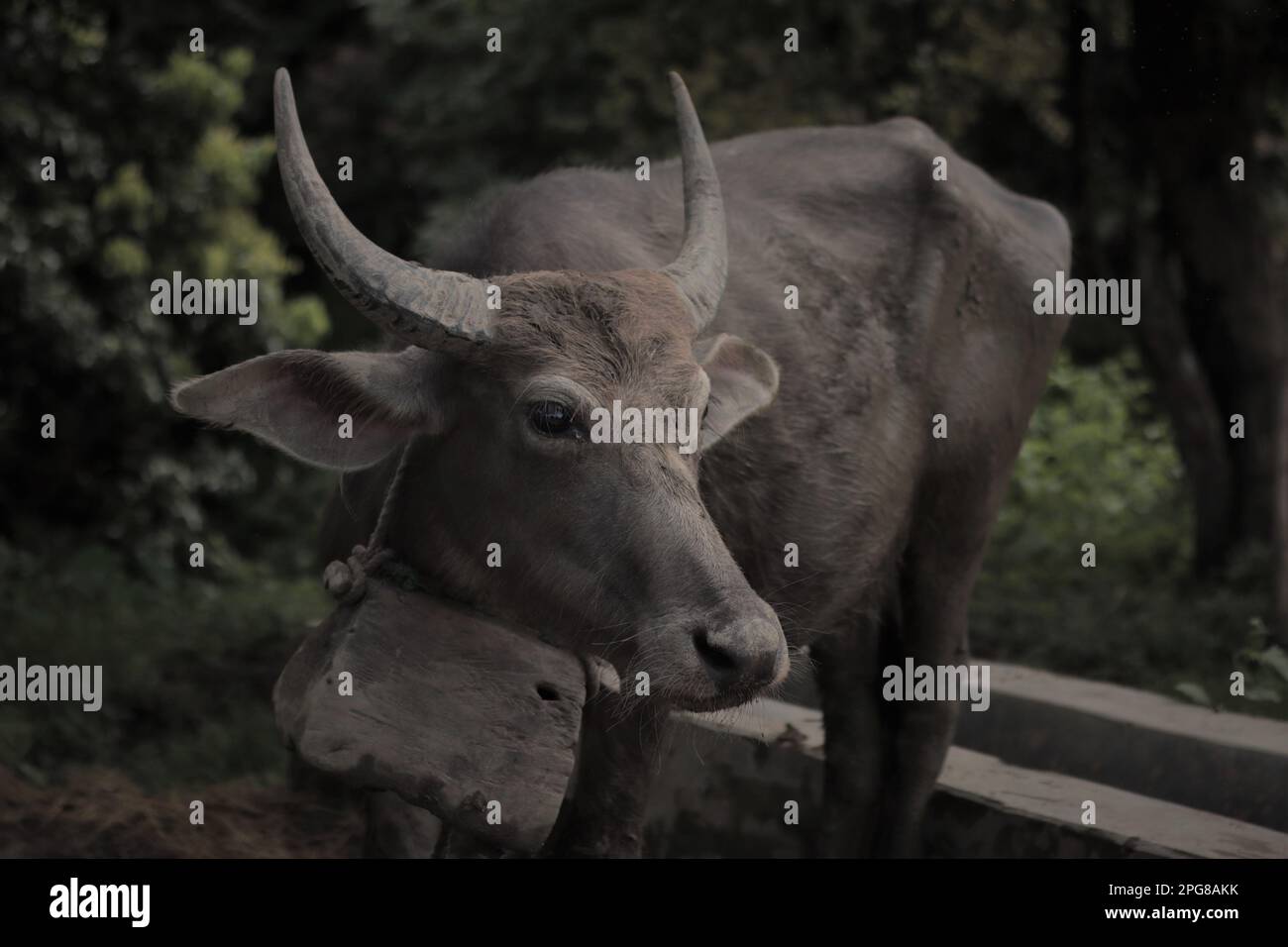 The black buffalo stands tall and strong, its muscular body covered in ...