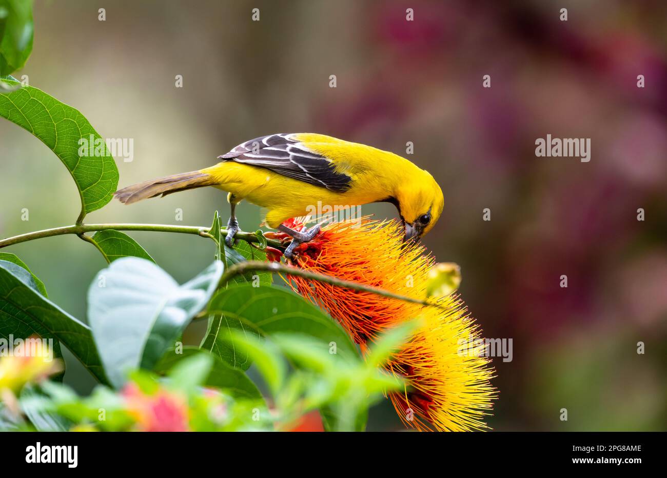 Yellow Oriole bird feeding drinking nectar from a tropical Monkeybrush ...