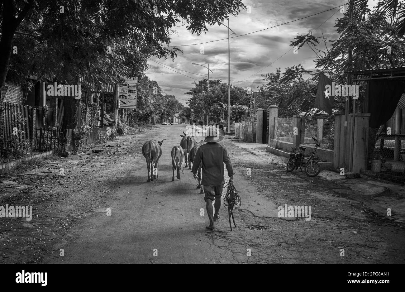 Vietnamese cattle Black and White Stock Photos & Images - Alamy