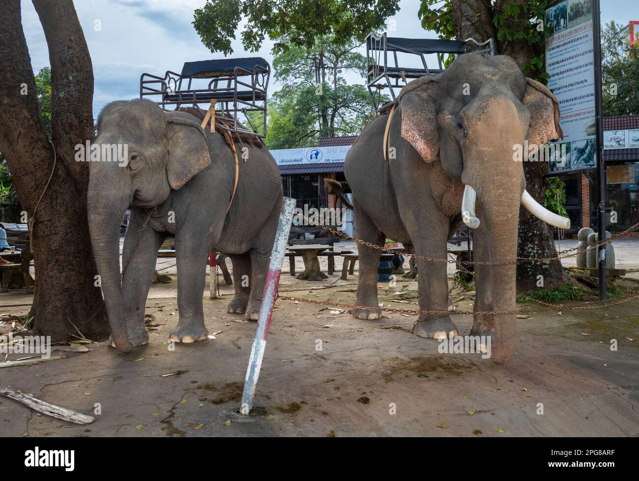 Buon jun hi-res stock photography and images - Alamy