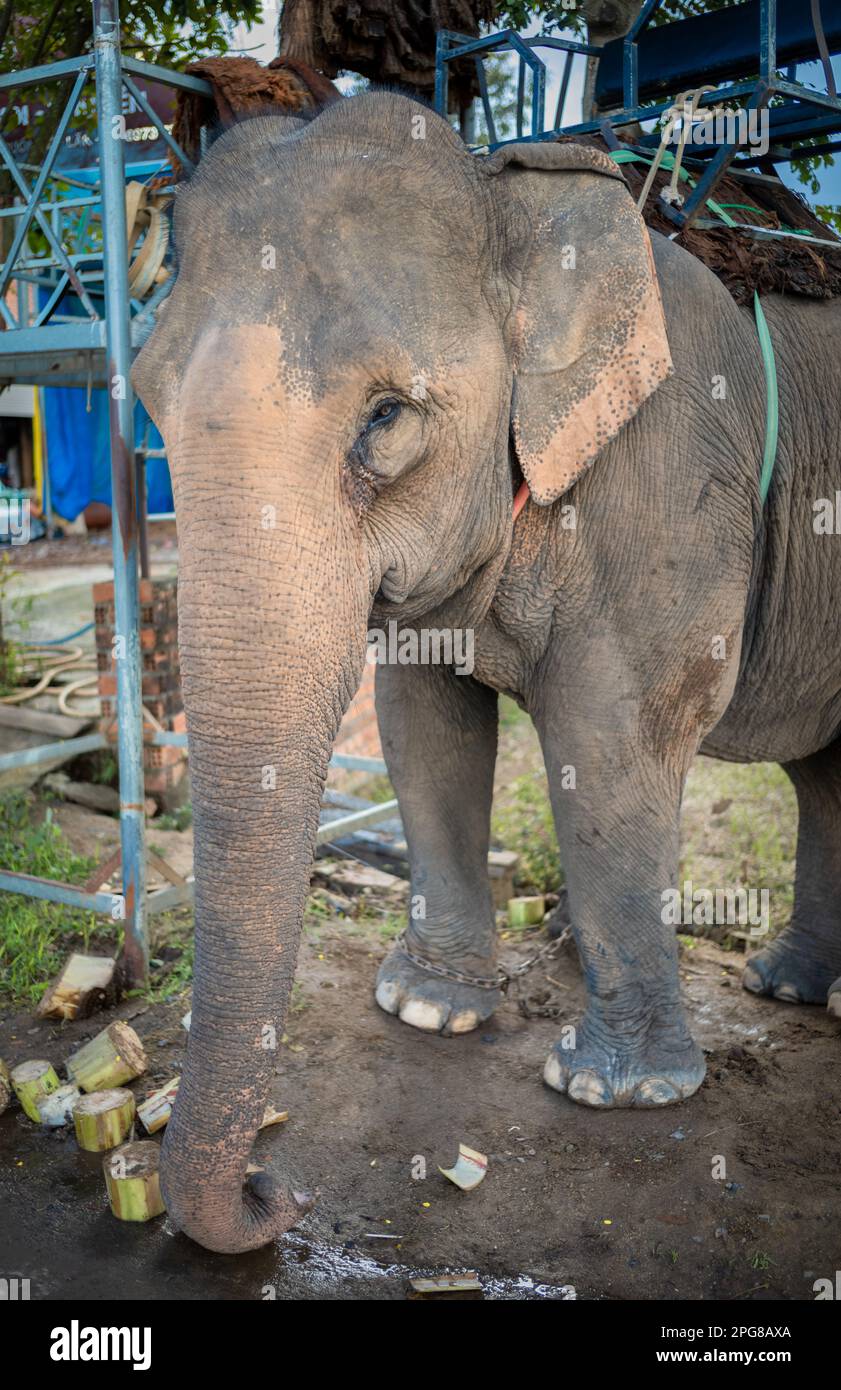 Elephant training cruelty hi-res stock photography and images - Alamy