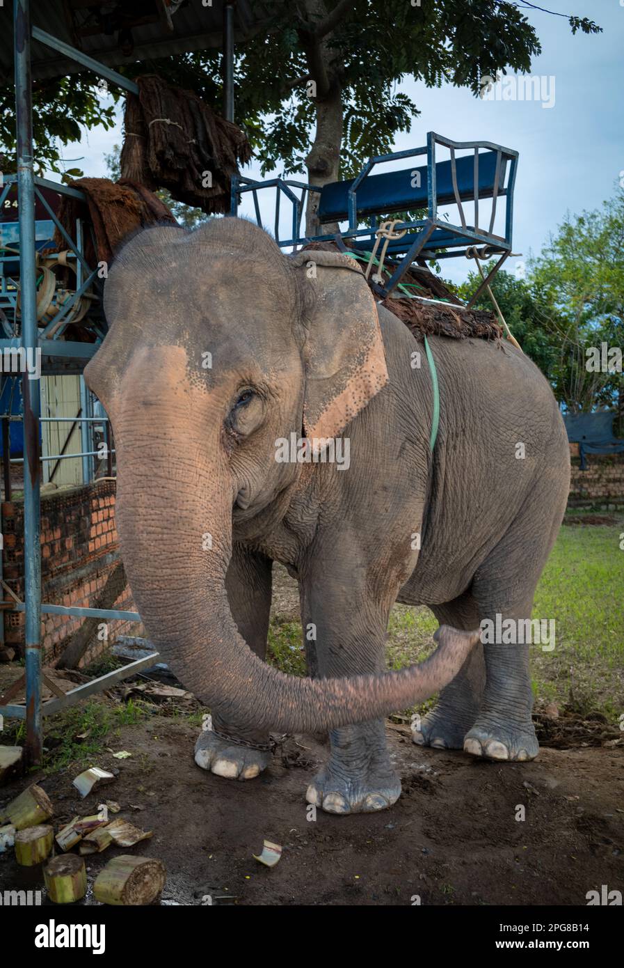 Elephant training cruelty hi-res stock photography and images - Alamy