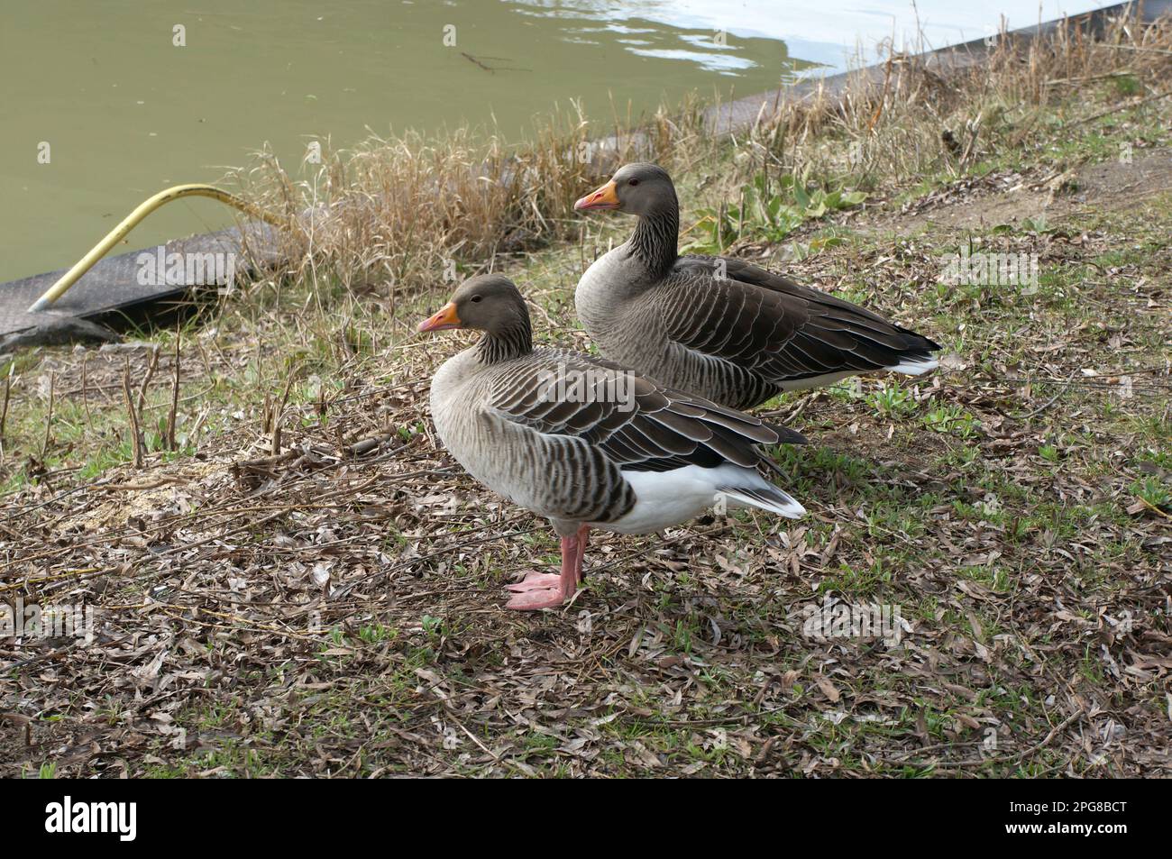 wild gray geese Stock Photo - Alamy