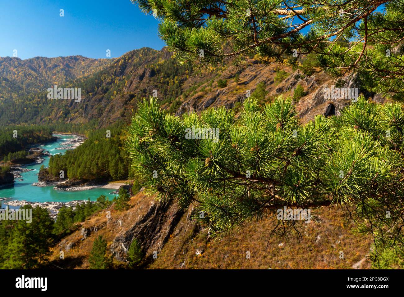 Branches of spruce trees with needles against the backdrop of the ...