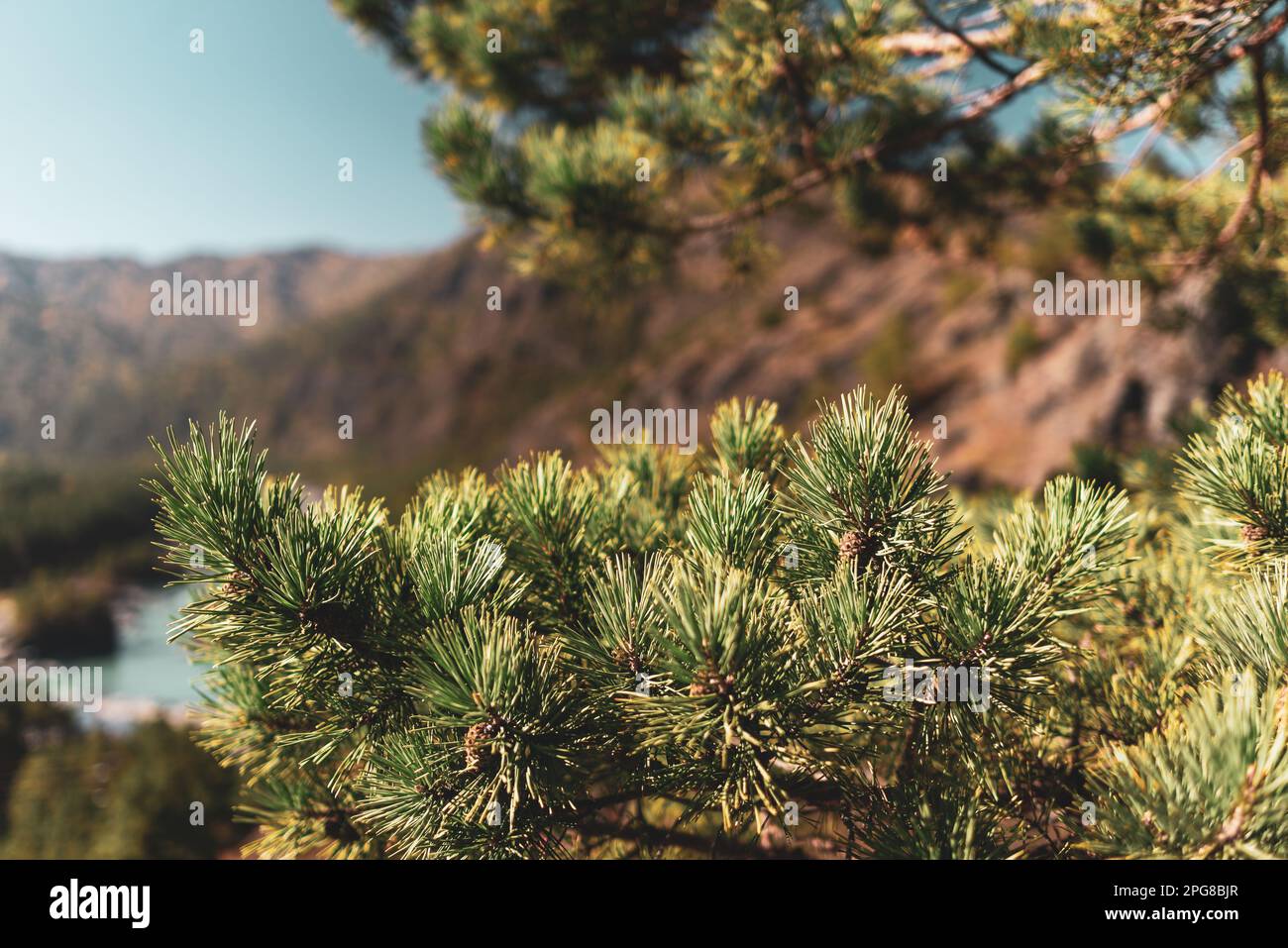 Branches of spruce trees with needles against the backdrop of the ...