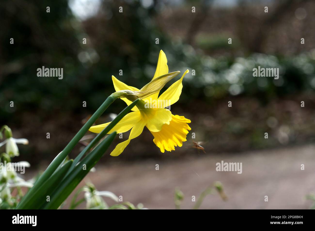 Cat and daffodil hi-res stock photography and images - Alamy