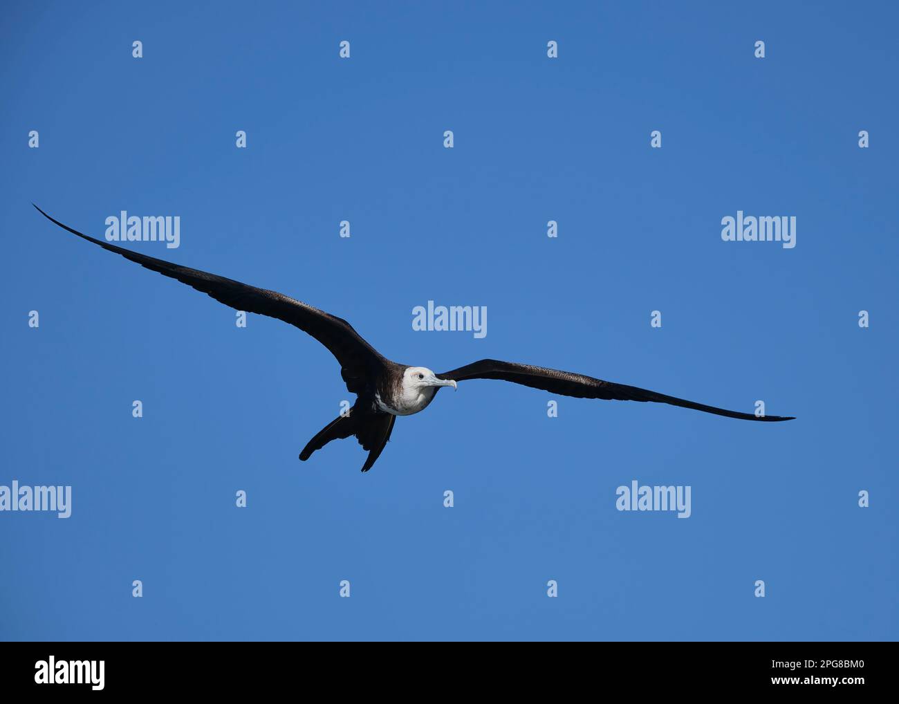 A young magnificent frigatebird in flight with a full wingspan, flies ...