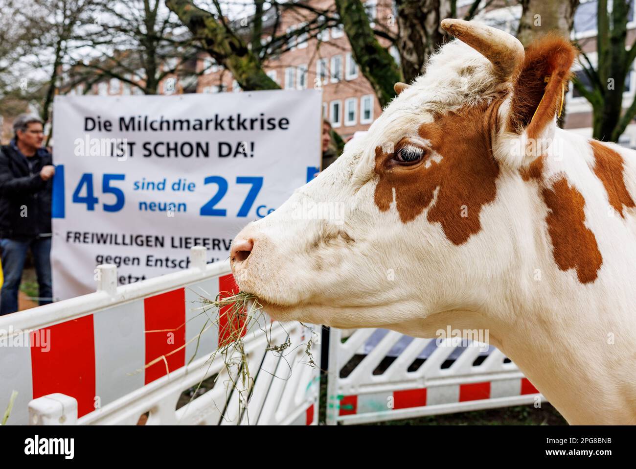 Kiel, Germany. 21st Mar, 2023. The dairy cow "Winter" stands in its ...