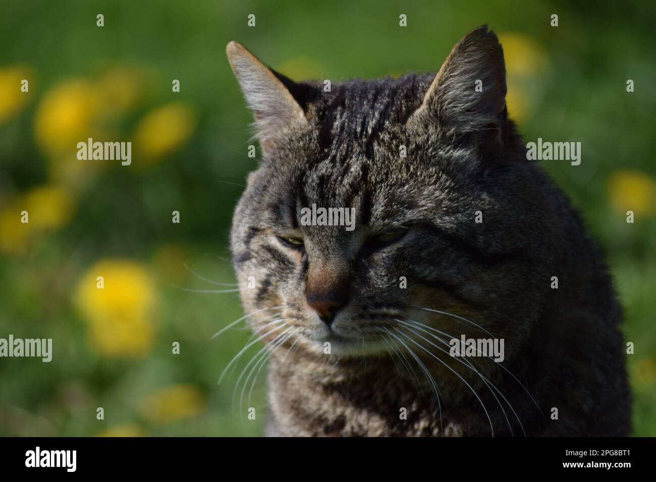 Dark furred feline hi-res stock photography and images - Alamy