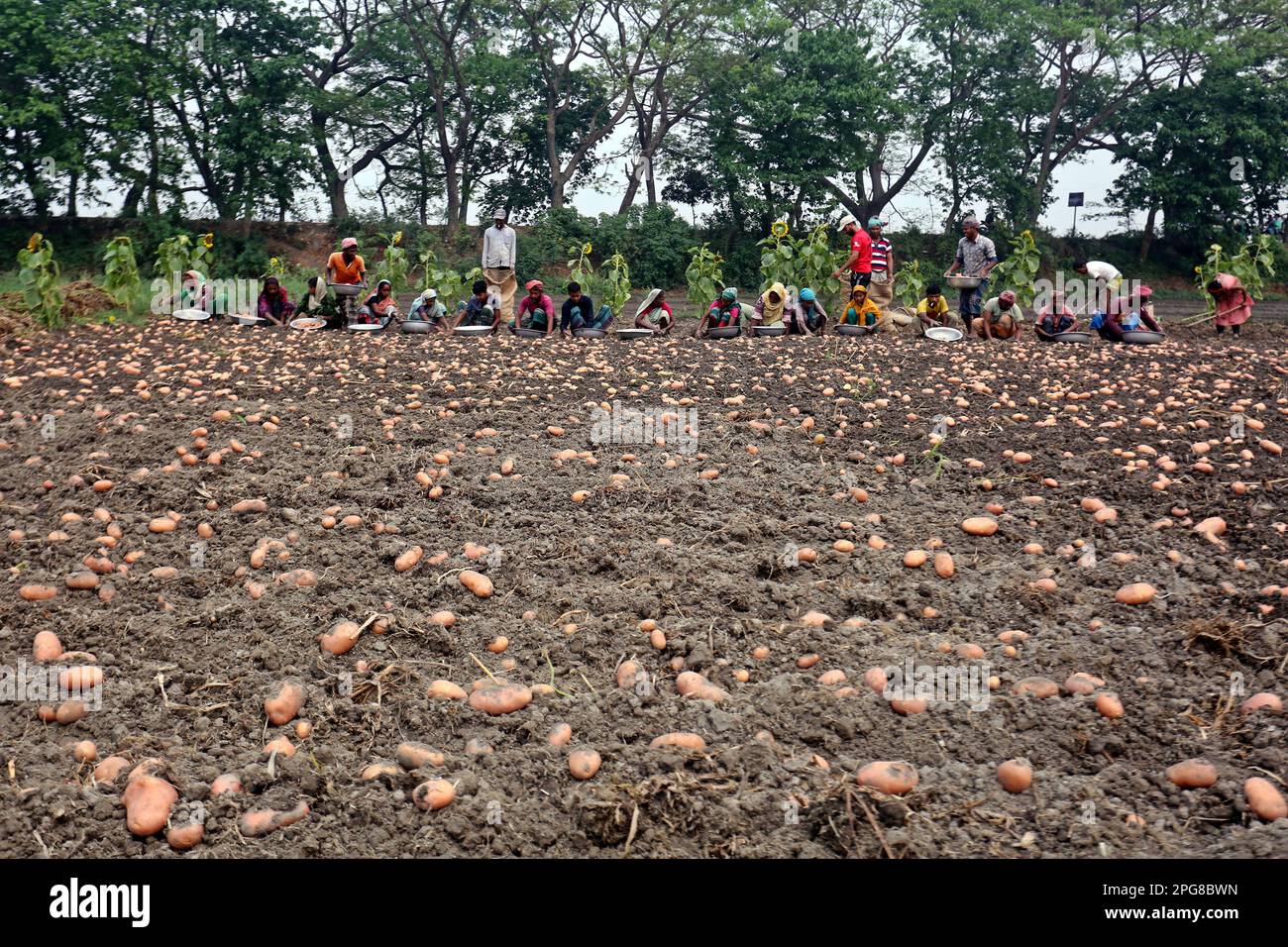 Dhaka, Bangladesh. 21st Mar, 2023. people collect potatoes after ...