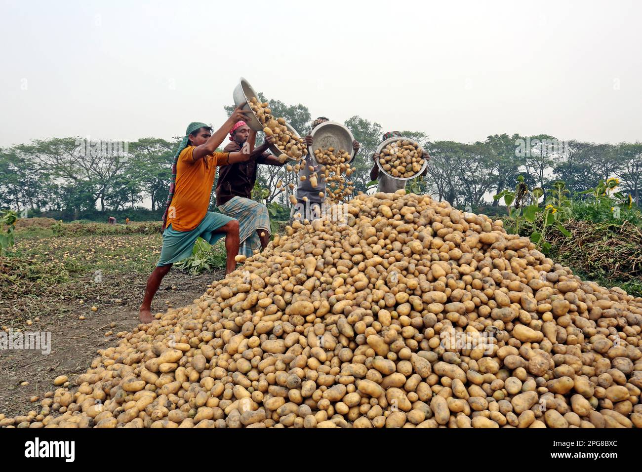Dhaka, Bangladesh. 21st Mar, 2023. people collect potatoes after harvest them from a field in ...