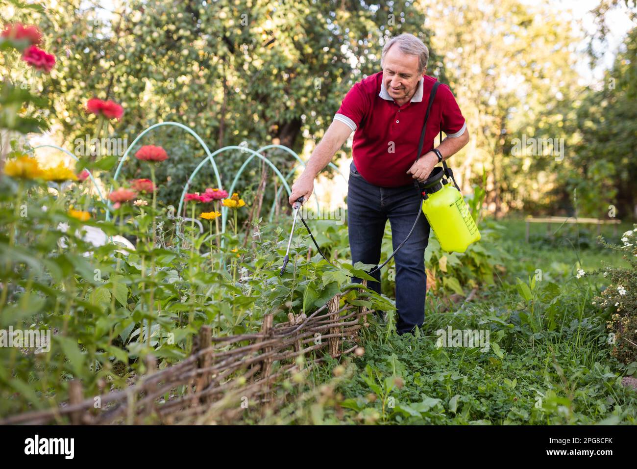 Male farmer spraying his garden with insecticides from spray bottle ...