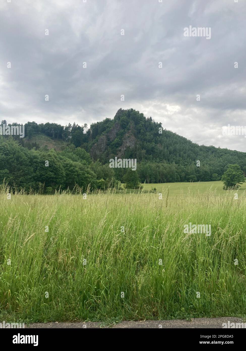 An idyllic outdoor scene featuring a sprawling field of lush green ...