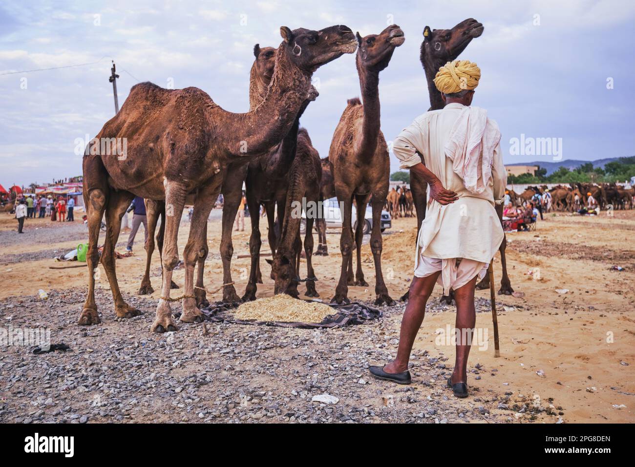 Indian men and camels at Pushkar camel fair (Pushkar Mela Stock Photo ...