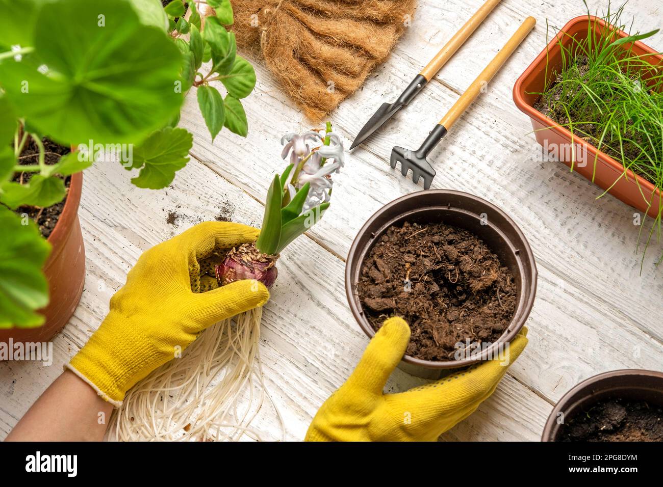 Female Hands Repotting Houseplants. Top View of Gardener is Holding a ...