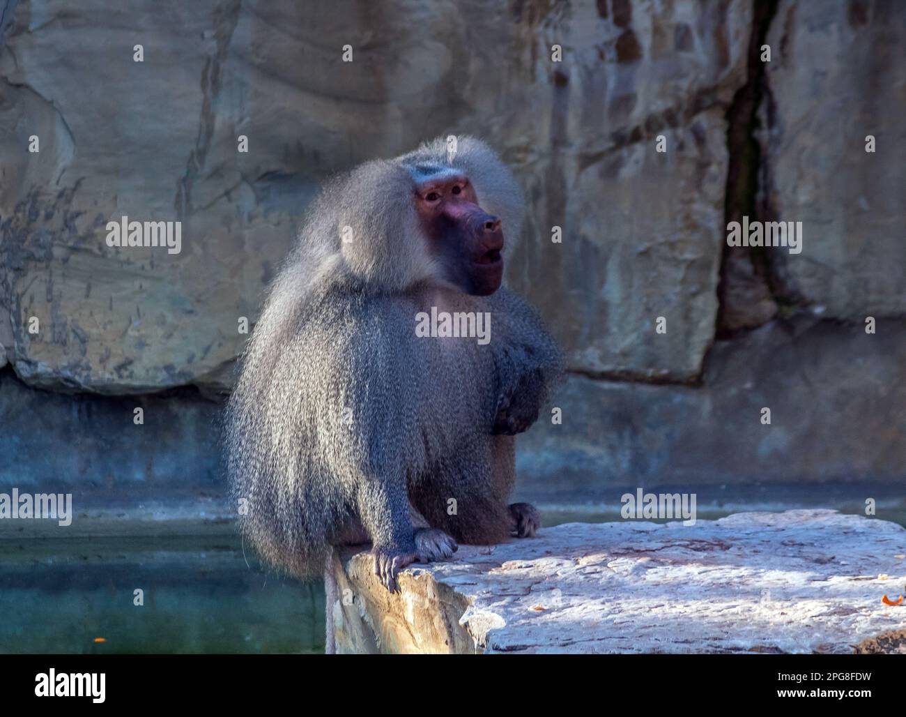 African primate species hi-res stock photography and images - Alamy