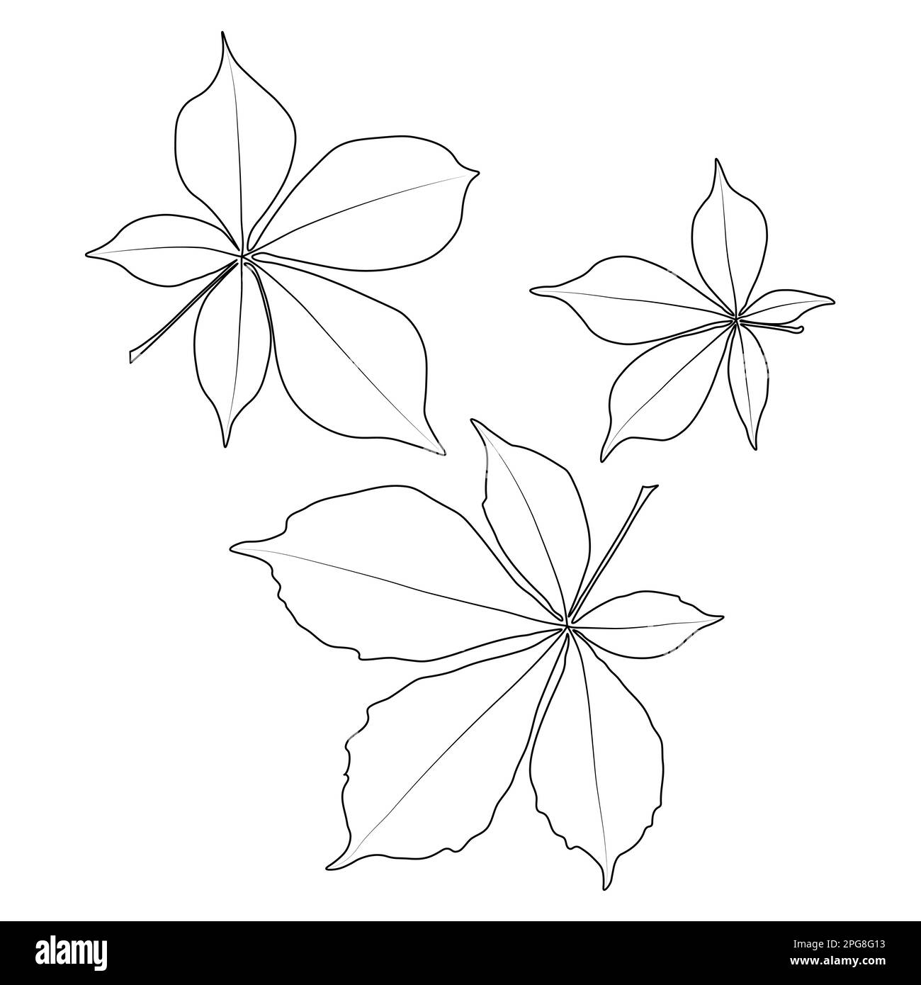 Set of vector chestnut leaf outline icon. Simple outline chestnut ...