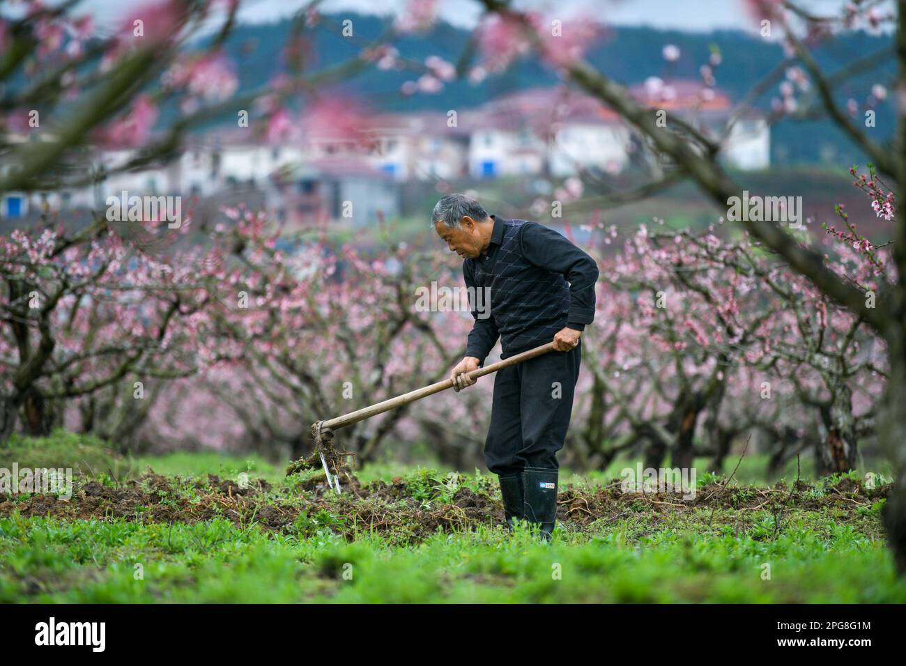 Zunyi, China's Guizhou Province. 21st Mar, 2023. A farmer is hoeing in ...