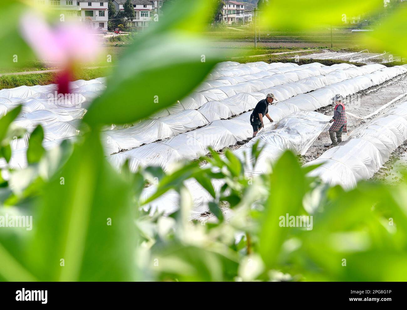 Yuechi, China's Sichuan Province. 21st Mar, 2023. Villagers raise rice ...