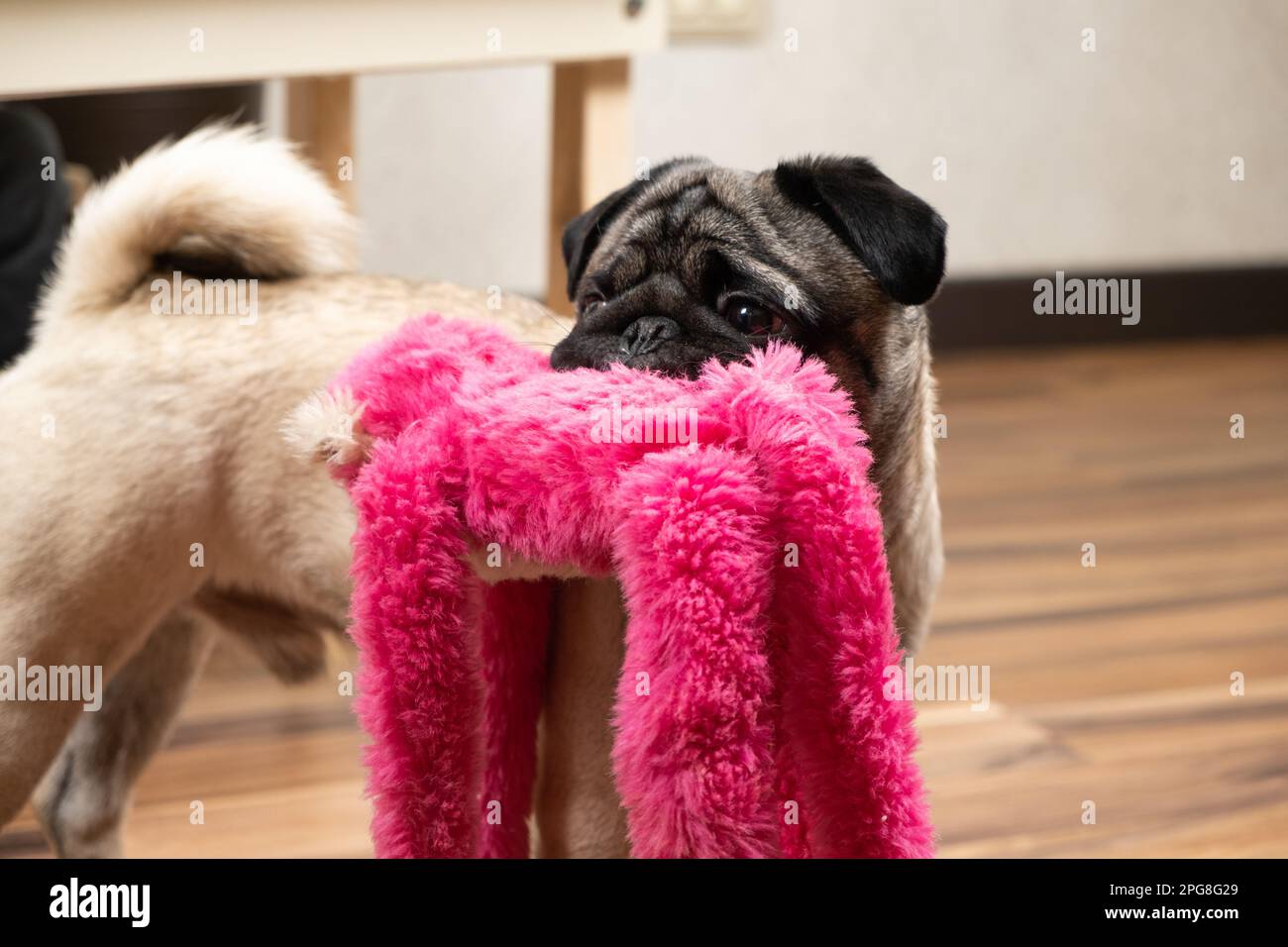 Cute Pug plays with a pink stuffed toy, holds it in his teeth and looks ...