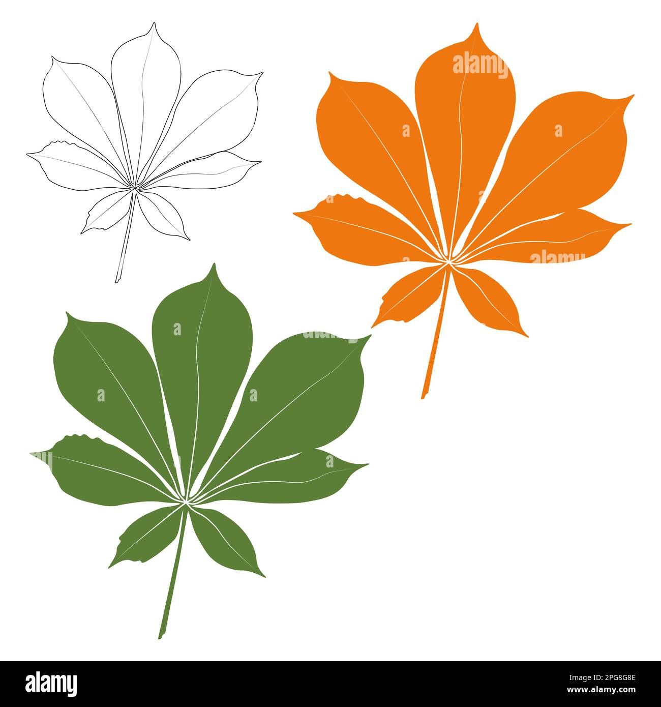 Set of vector chestnut leaf outline and coloured icon. Simple chestnut ...
