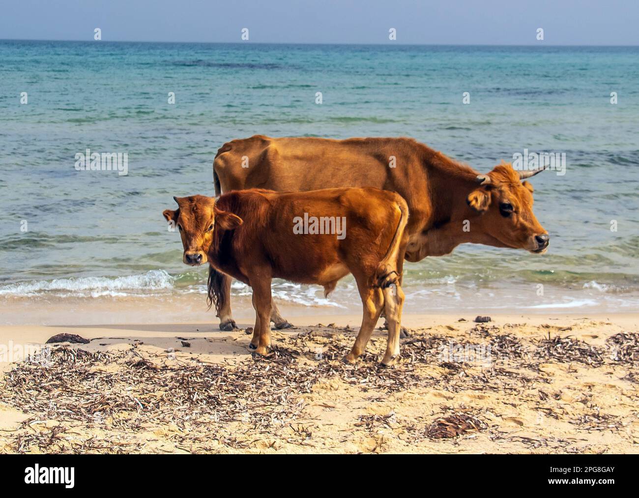 Two Oxen on the Beach Stock Photo - Alamy