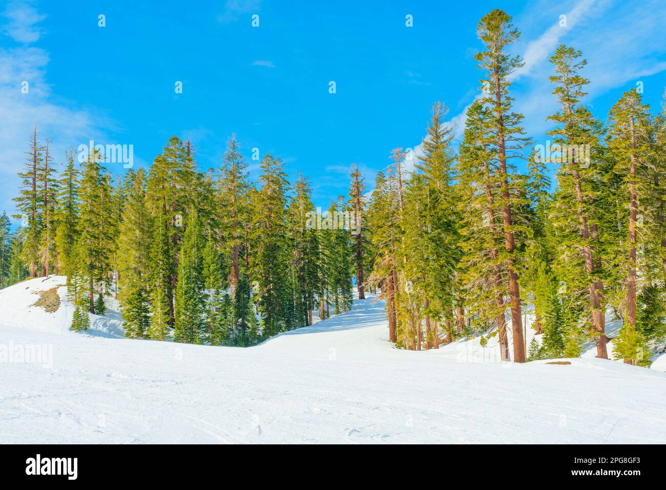 Pine trees stand tall and proud on a bright and sunny day creating a ...
