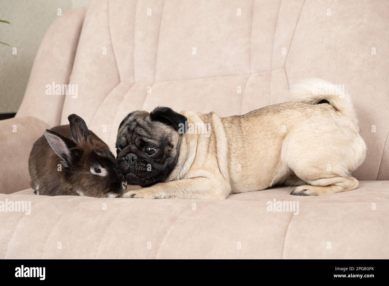 Interaction between two animals hi-res stock photography and images - Alamy