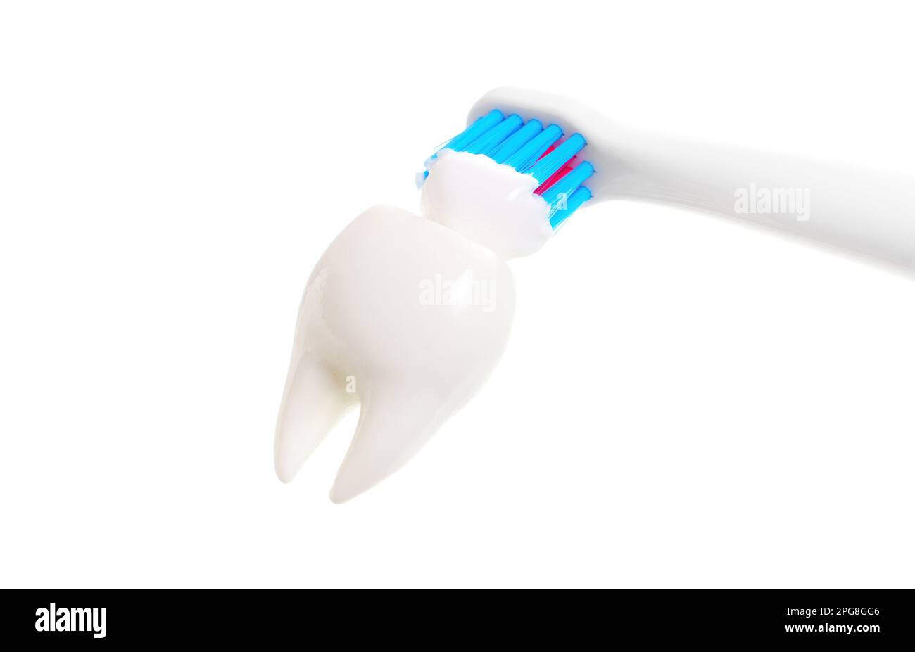 Close-up view of a tooth model being cleaned with an electric ...