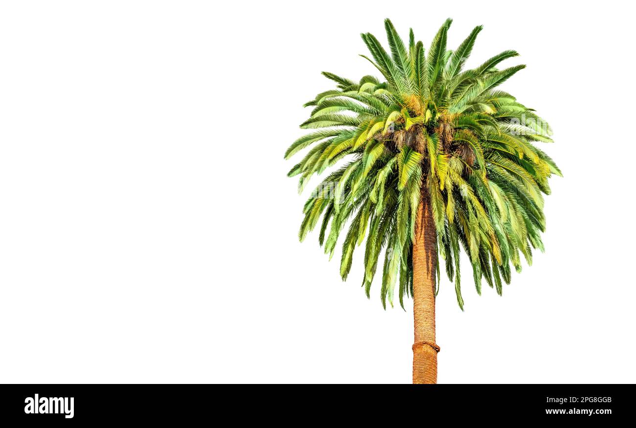 Isolated palm tree set against a clean white background, providing ...