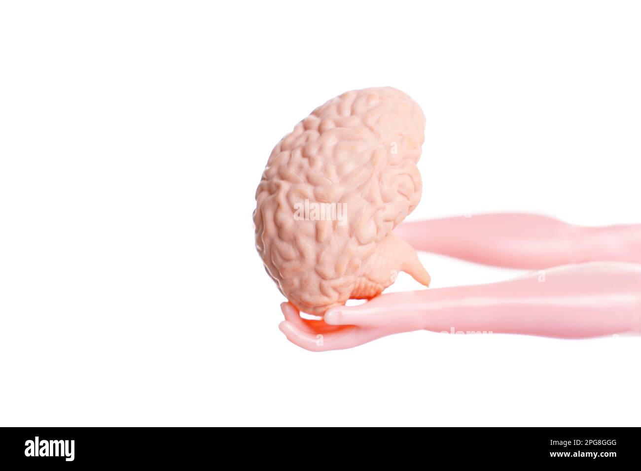 Close-up of doll hands holding an anatomical model of a human brain ...