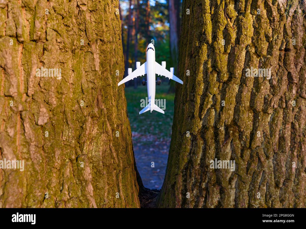 Small toy plane model stuck in between two tree trunks. Risks of ...
