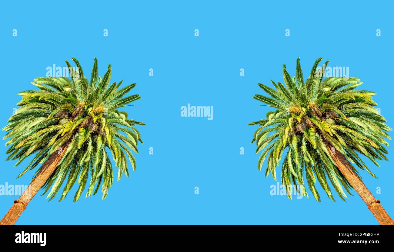 Two towering palm trees with lush green leaves isolated against a ...