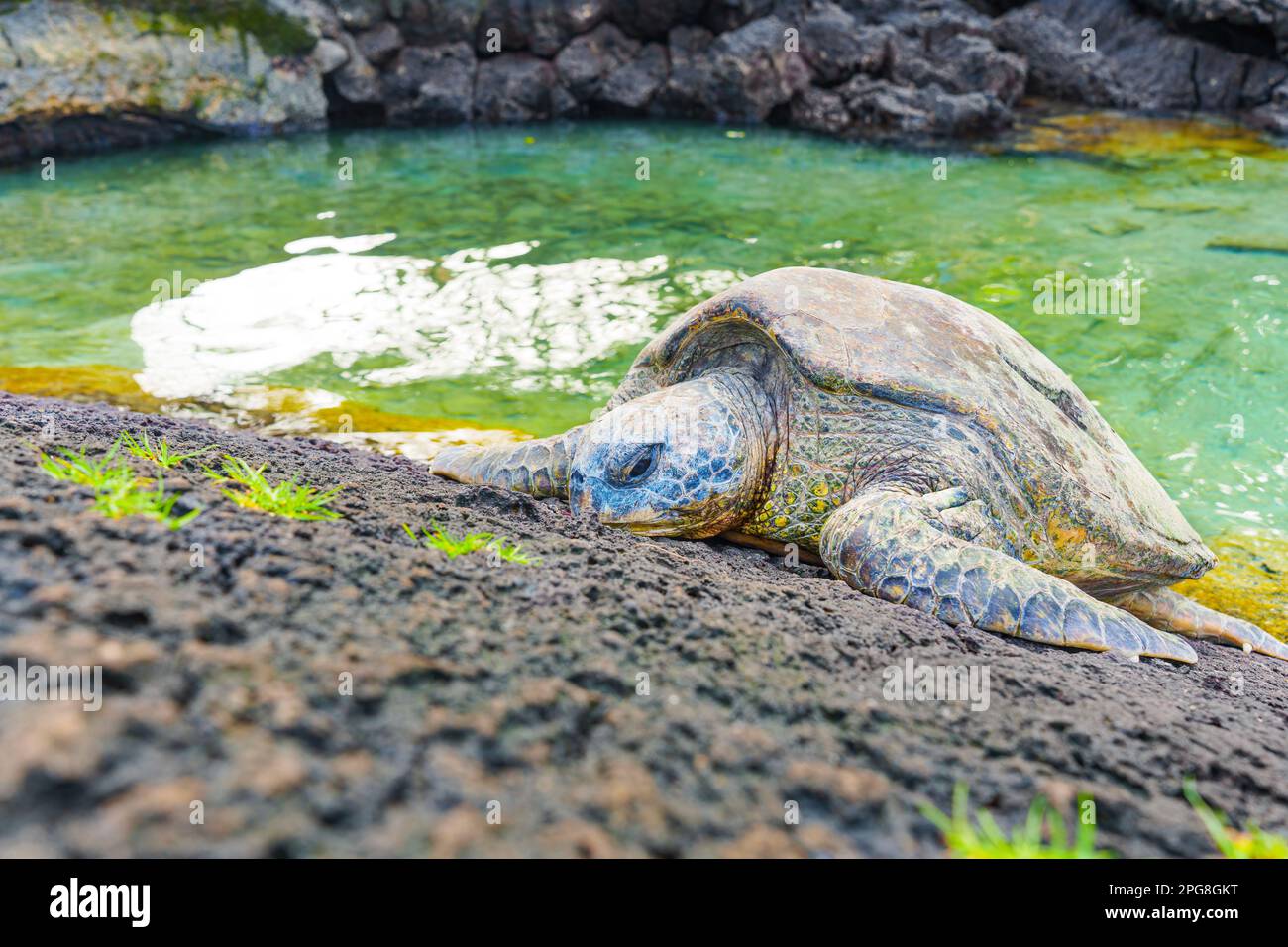 Green Sea Turtle relaxing on the beach, taking a break from the ocean ...