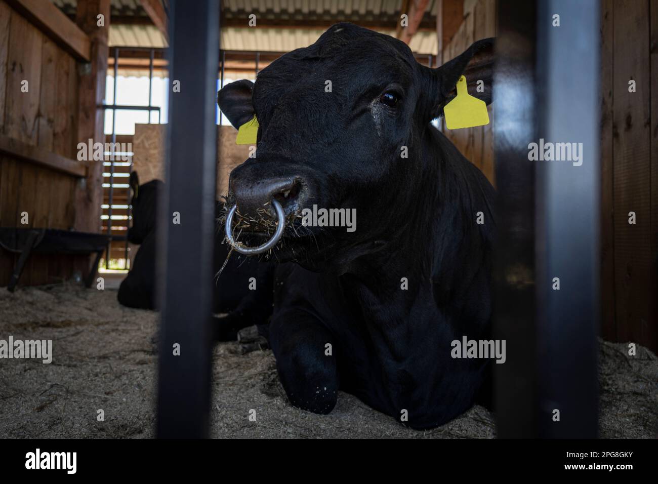 The black bull is in the barn. The concept of cattle breeding. The bull ...