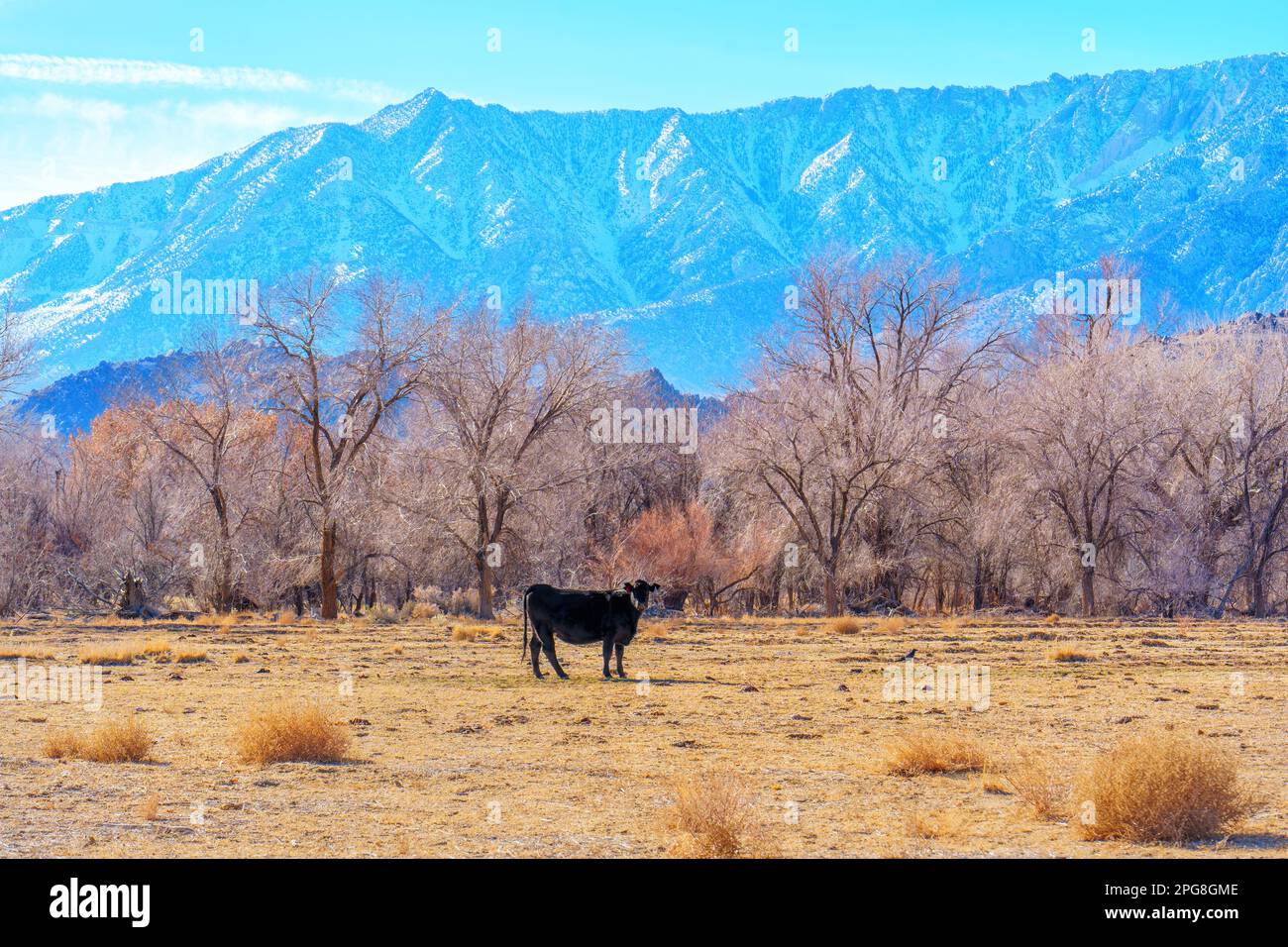 Single cow standing on a yellowed dry field at the foot of Mount ...